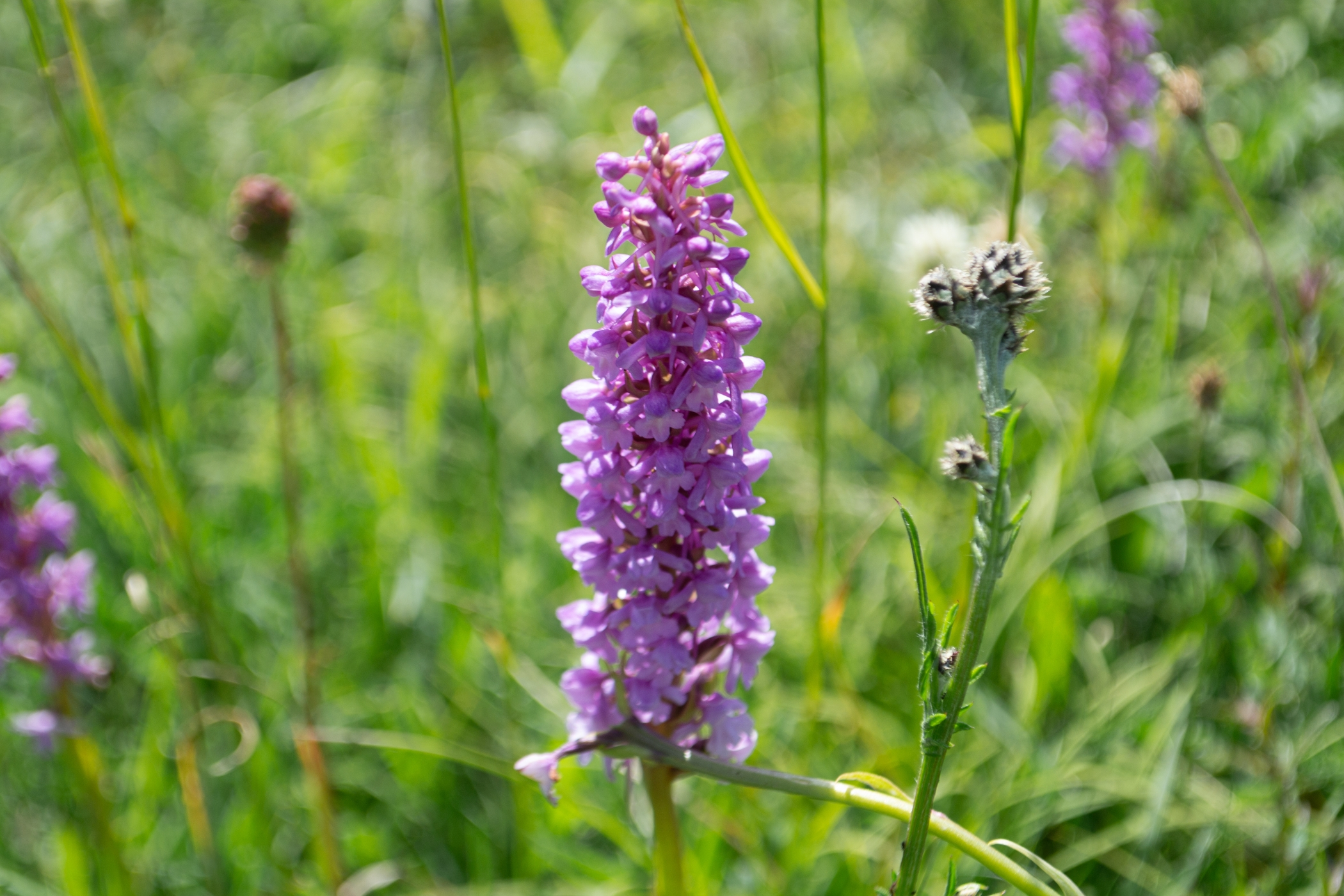 EifelSpur Pingenwanderweg